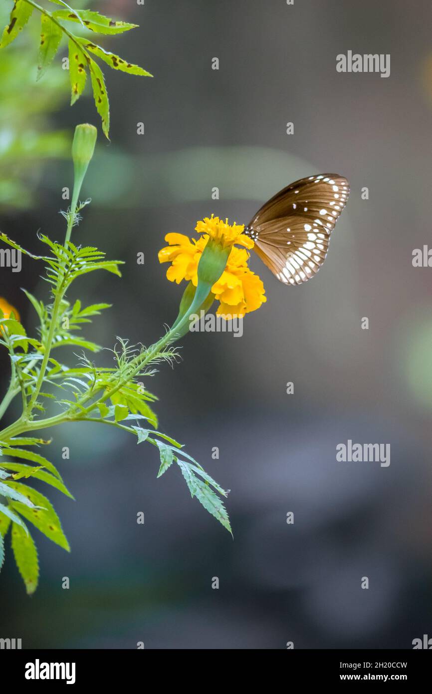 Common crow butterfly on hi-res stock photography and images - Alamy