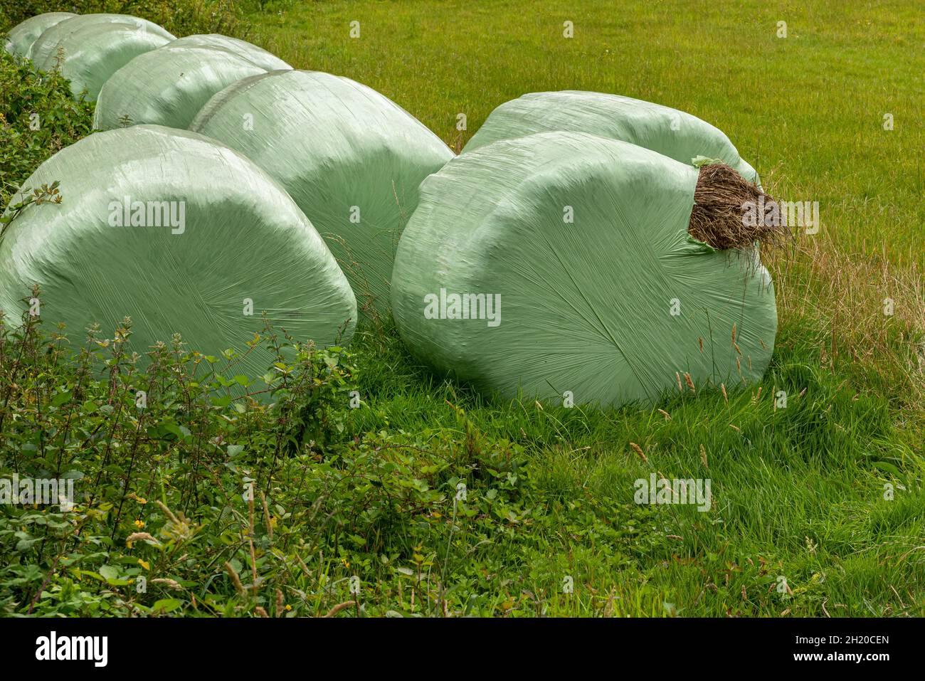 Bale or baled bundle of straw, fodder, hay, haylage or alfalfa Stock ...
