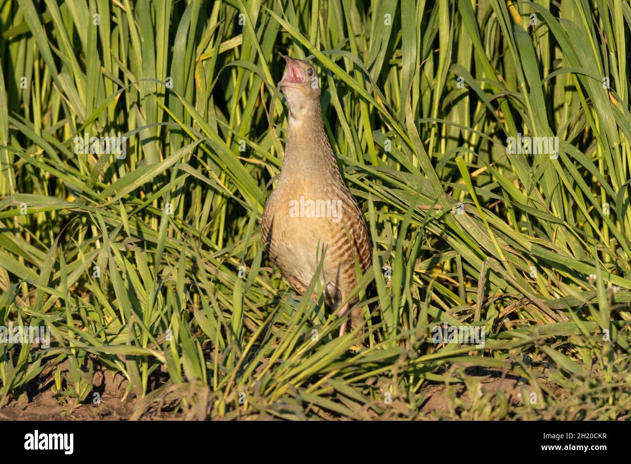 Corncrake, Corn crake (Crex crex). Russia, the Ryazan region Stock ...