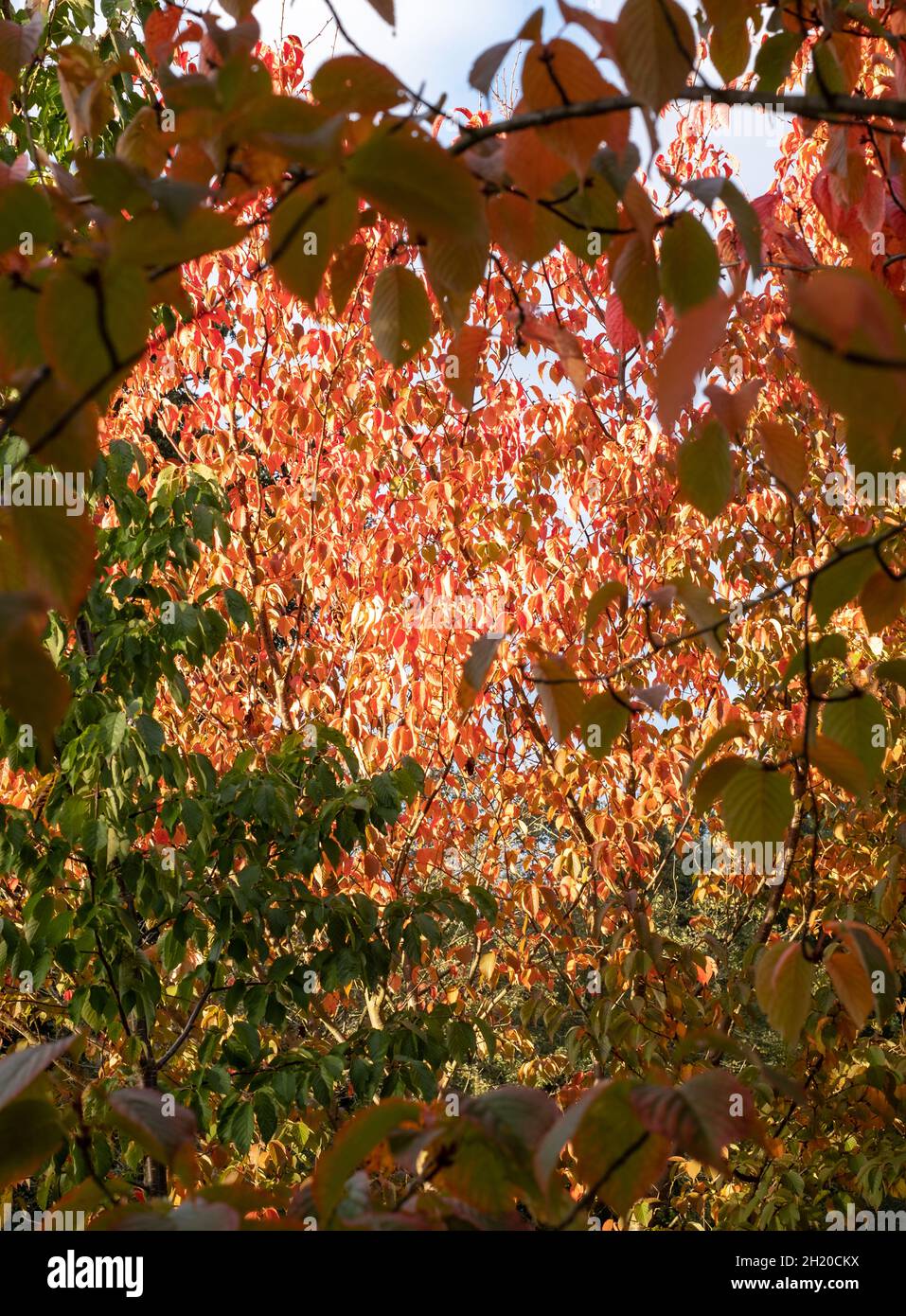 Trees photographed in Kew Gardens, London UK, in the late afternoon sun ...