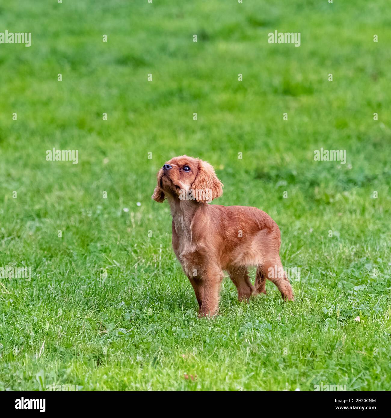 A ruby puppy standing Stock Photo - Alamy