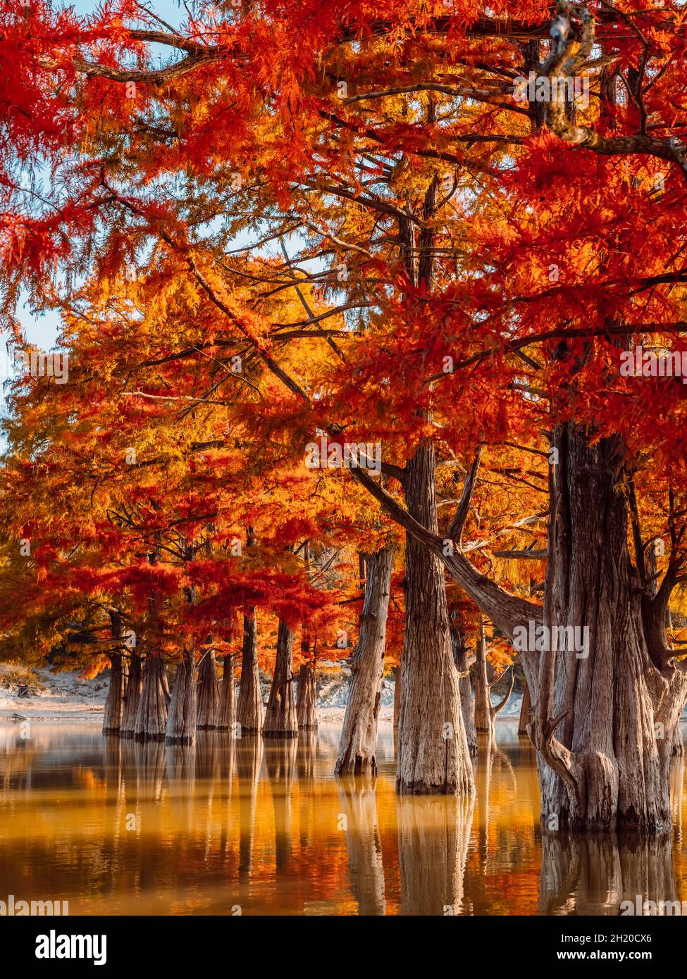 Swamp cypresses fall hi-res stock photography and images - Alamy