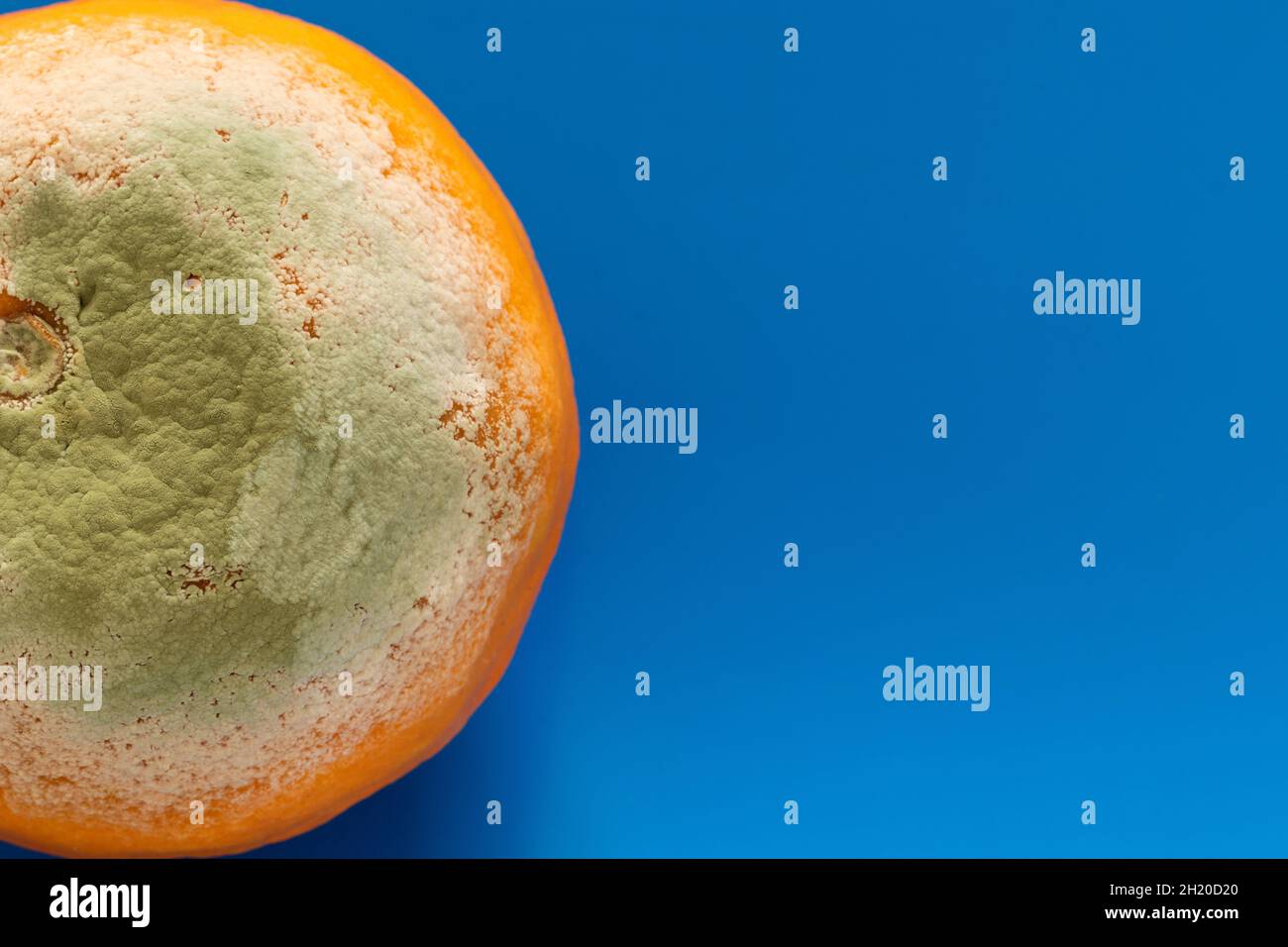 Rotten oranges on isolated blue background Stock Photo - Alamy