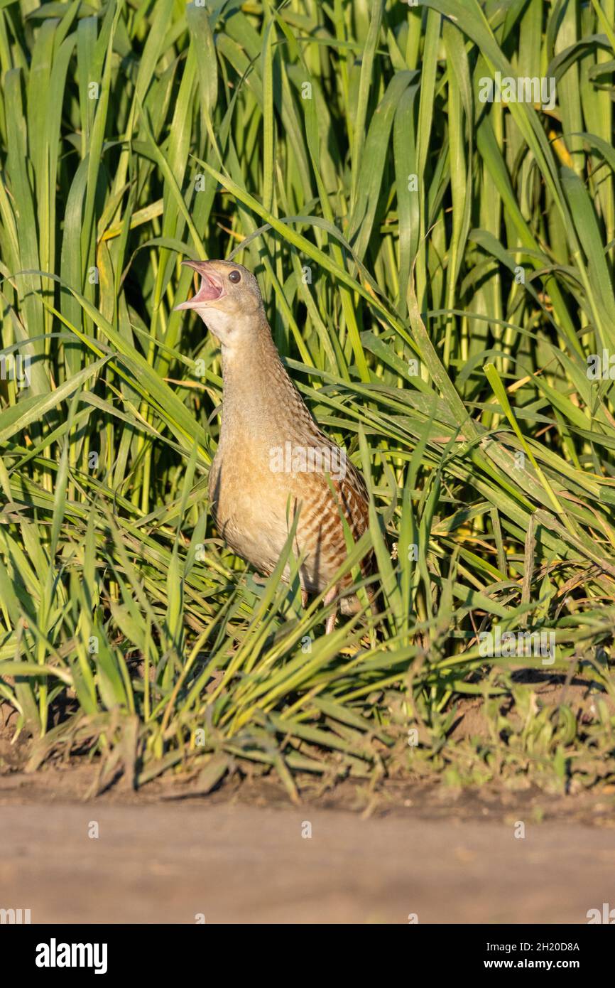 Corncrake, Corn crake (Crex crex). Russia, the Ryazan region Stock ...