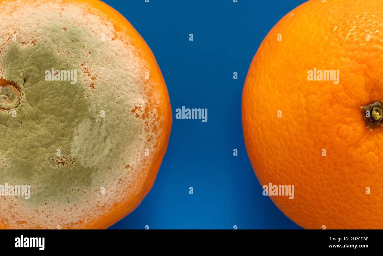 Rotten oranges hi-res stock photography and images - Alamy