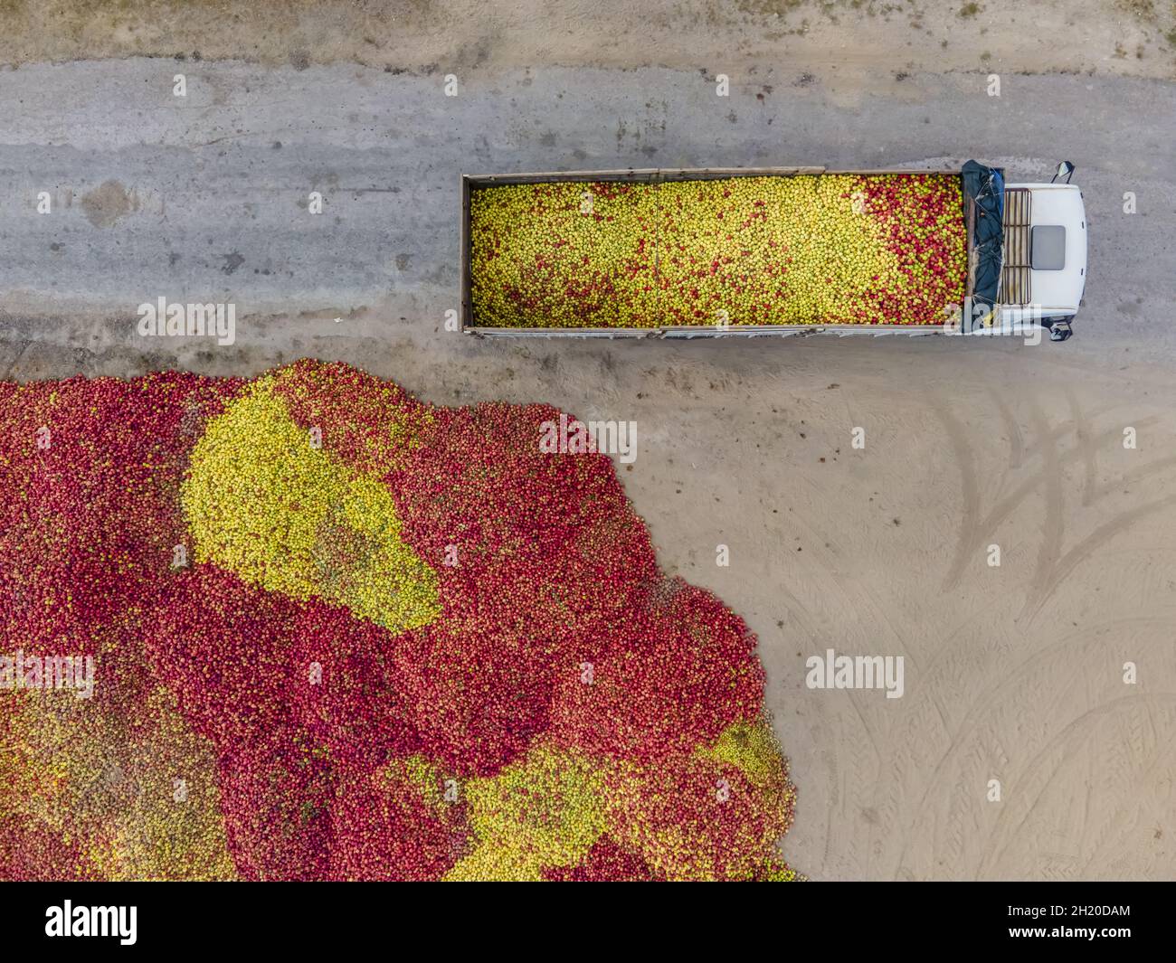 Loading many apples on a lorry with a forklift. Apples are transported ...
