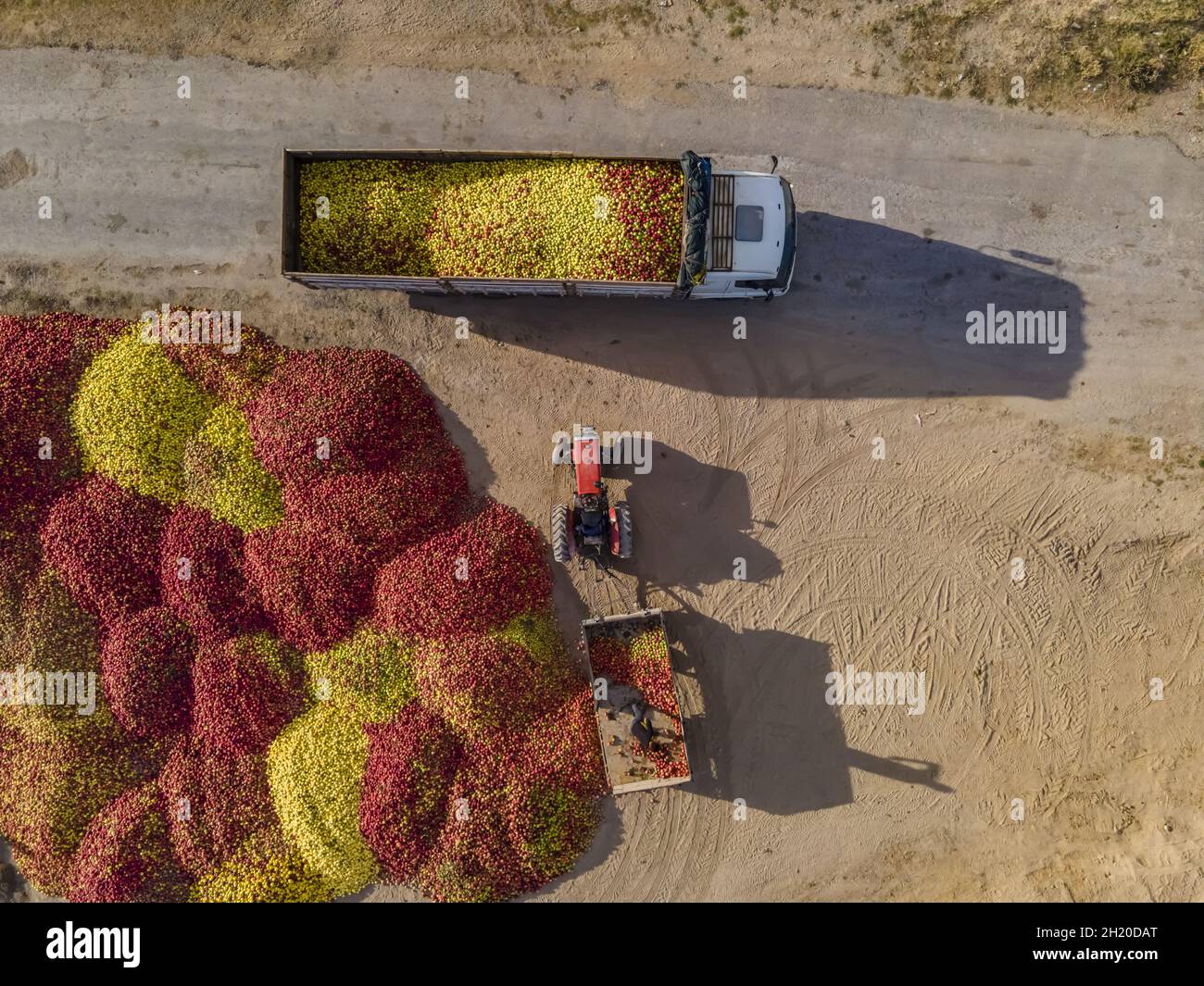Loading many apples on a lorry with a forklift. Apples are transported ...