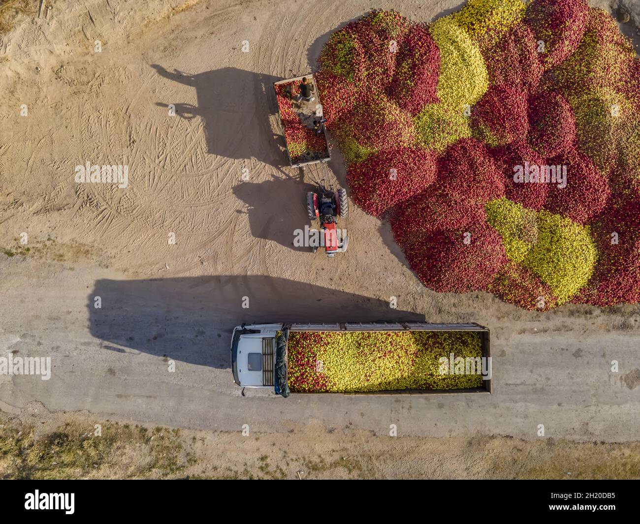 Loading many apples on a lorry with a forklift. Apples are transported ...