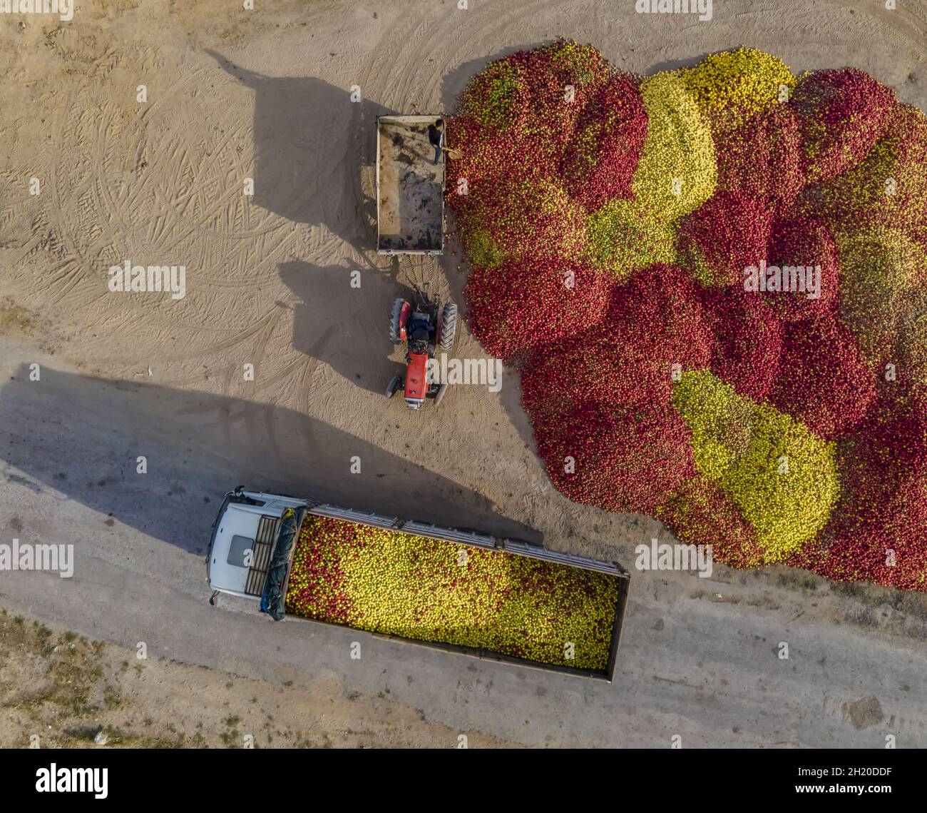 Loading many apples on a lorry with a forklift. Apples are transported ...