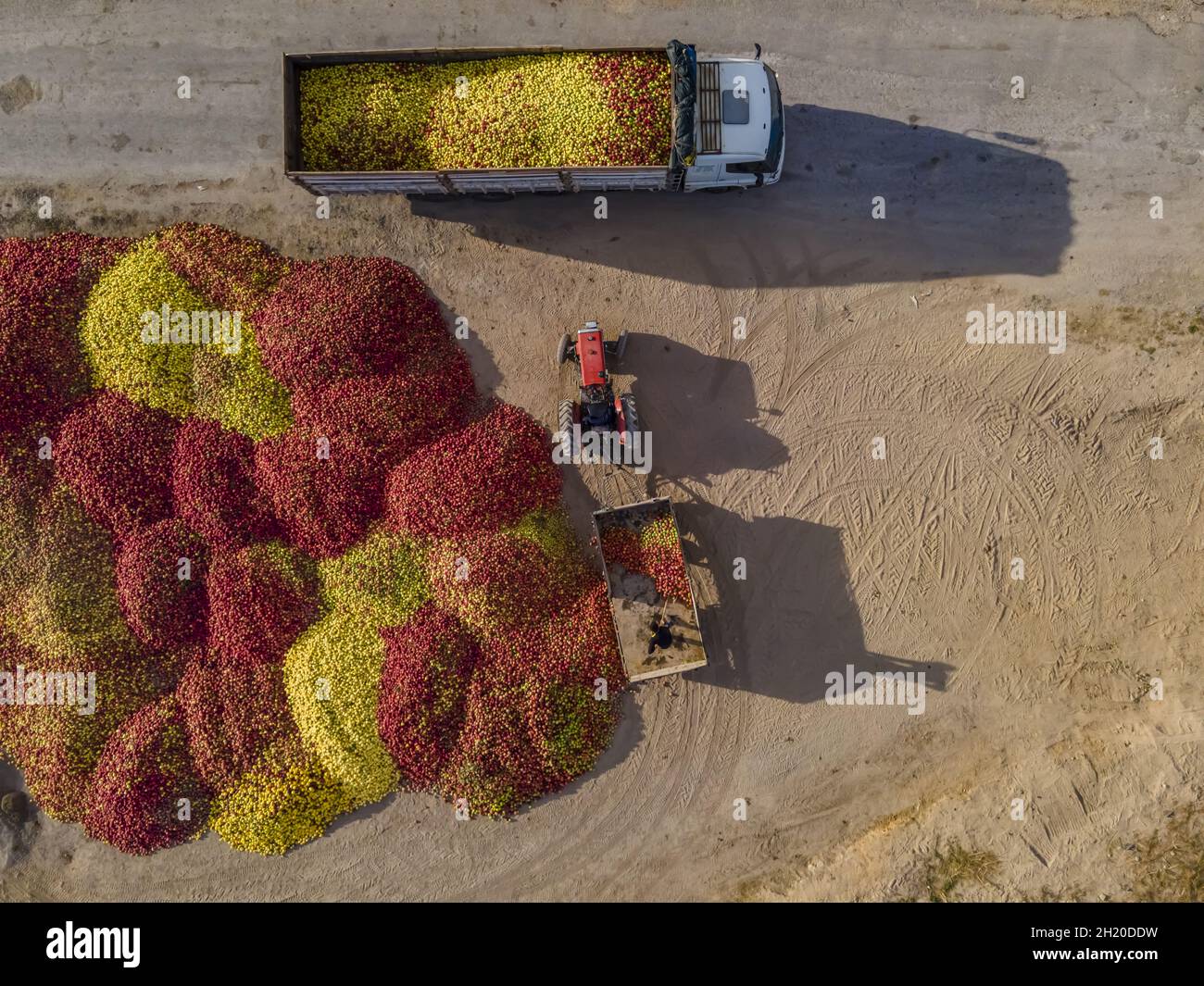 Loading many apples on a lorry with a forklift. Apples are transported ...