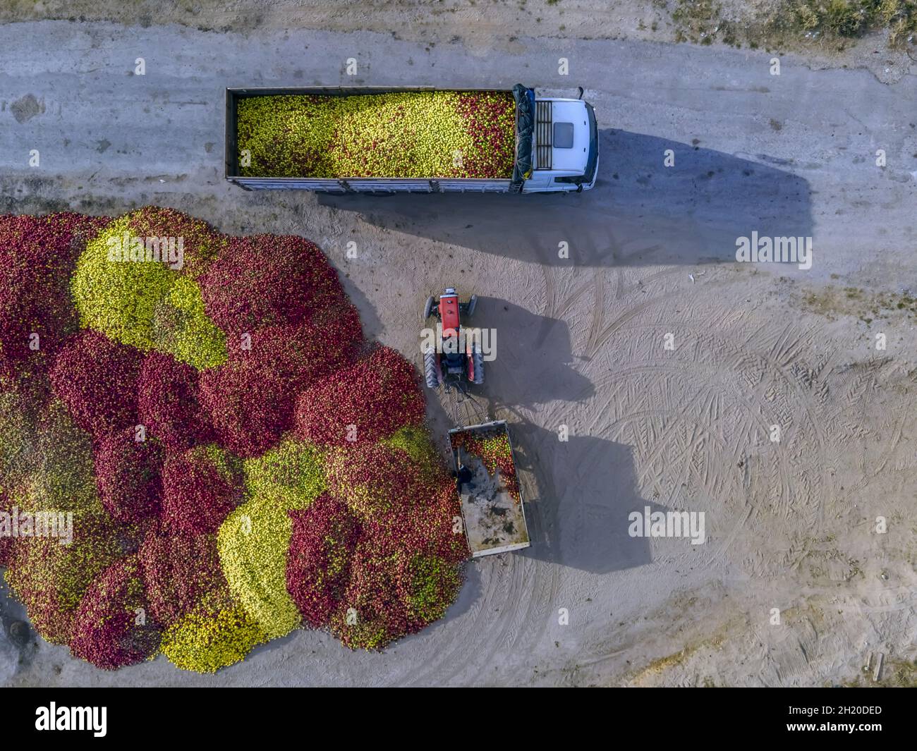 Loading many apples on a lorry with a forklift. Apples are transported ...