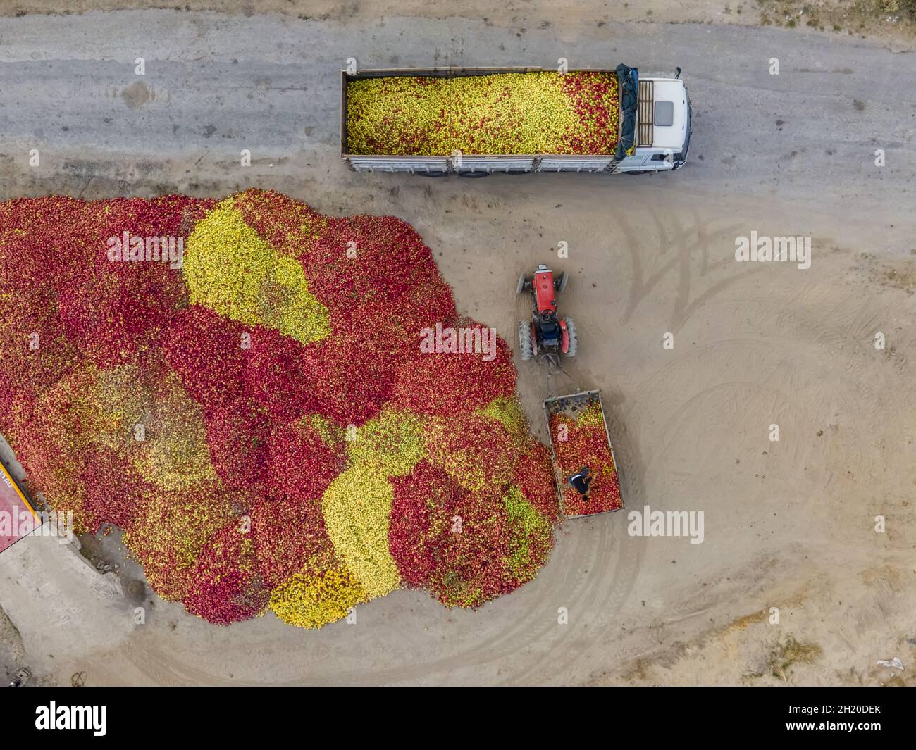 Loading many apples on a lorry with a forklift. Apples are transported ...