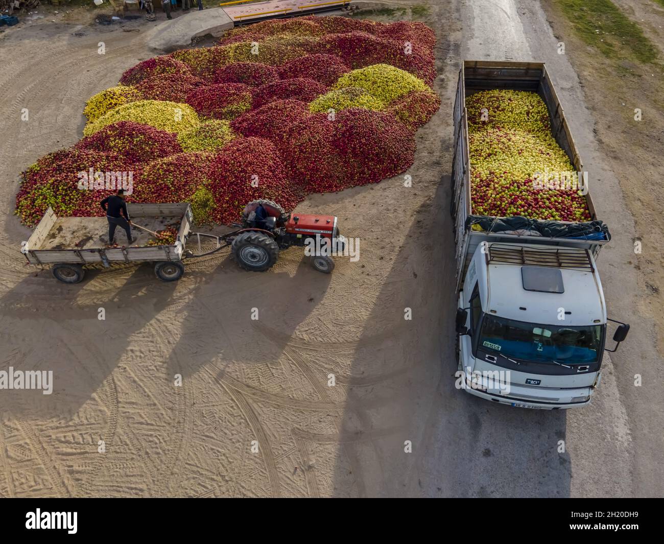 Loading many apples on a lorry with a forklift. Apples are transported ...