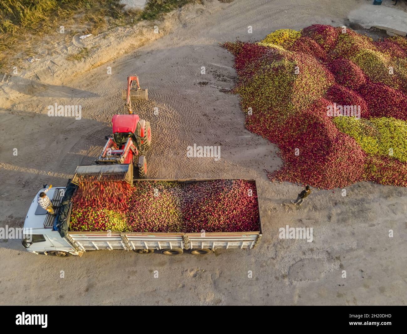 Loading many apples on a lorry with a forklift. Apples are transported ...