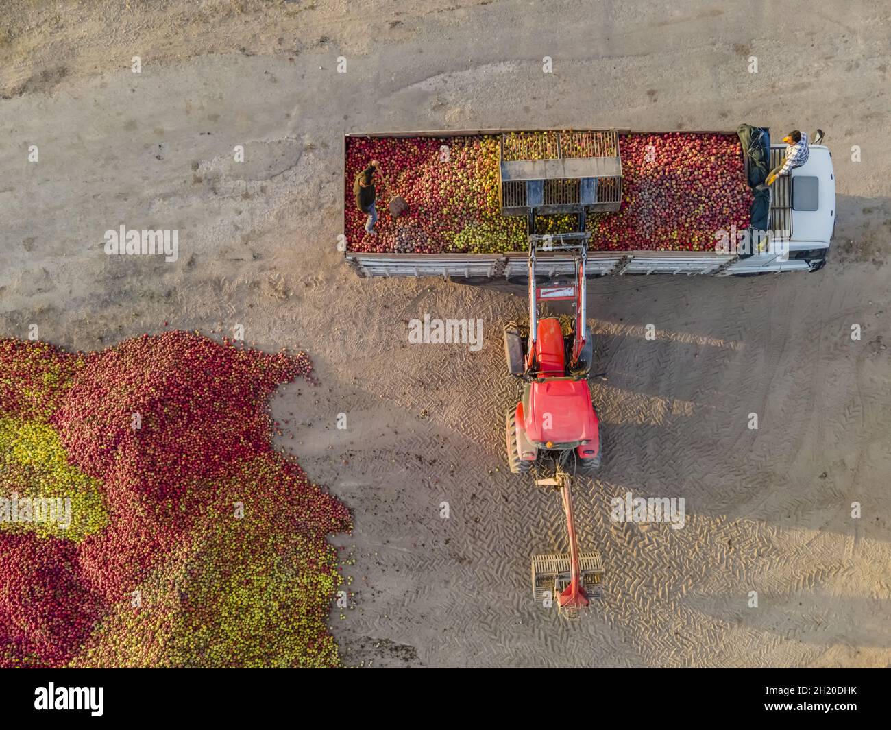 Loading many apples on a lorry with a forklift. Apples are transported ...