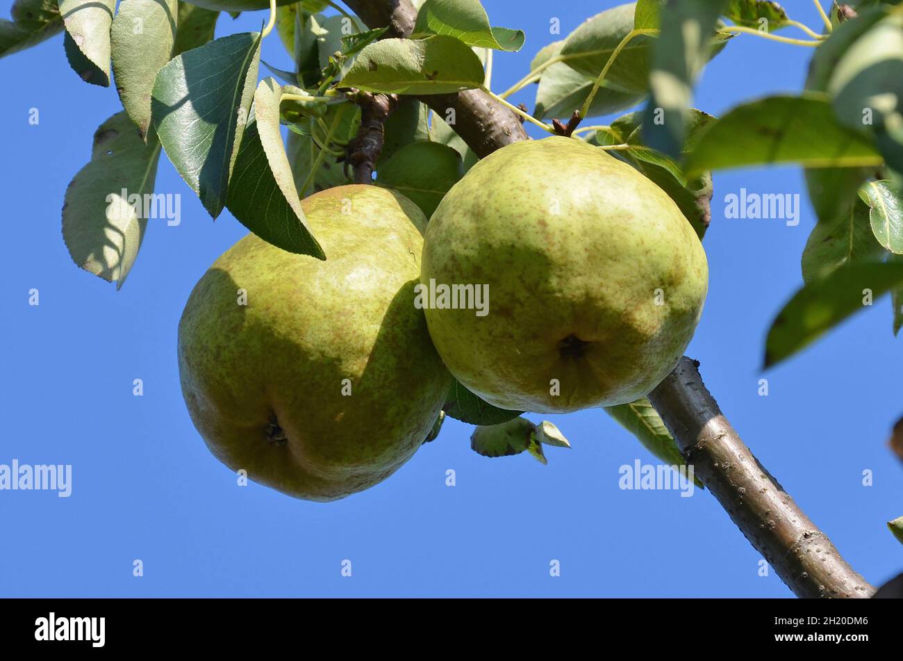 Birnenbaum im herbst hi-res stock photography and images - Alamy