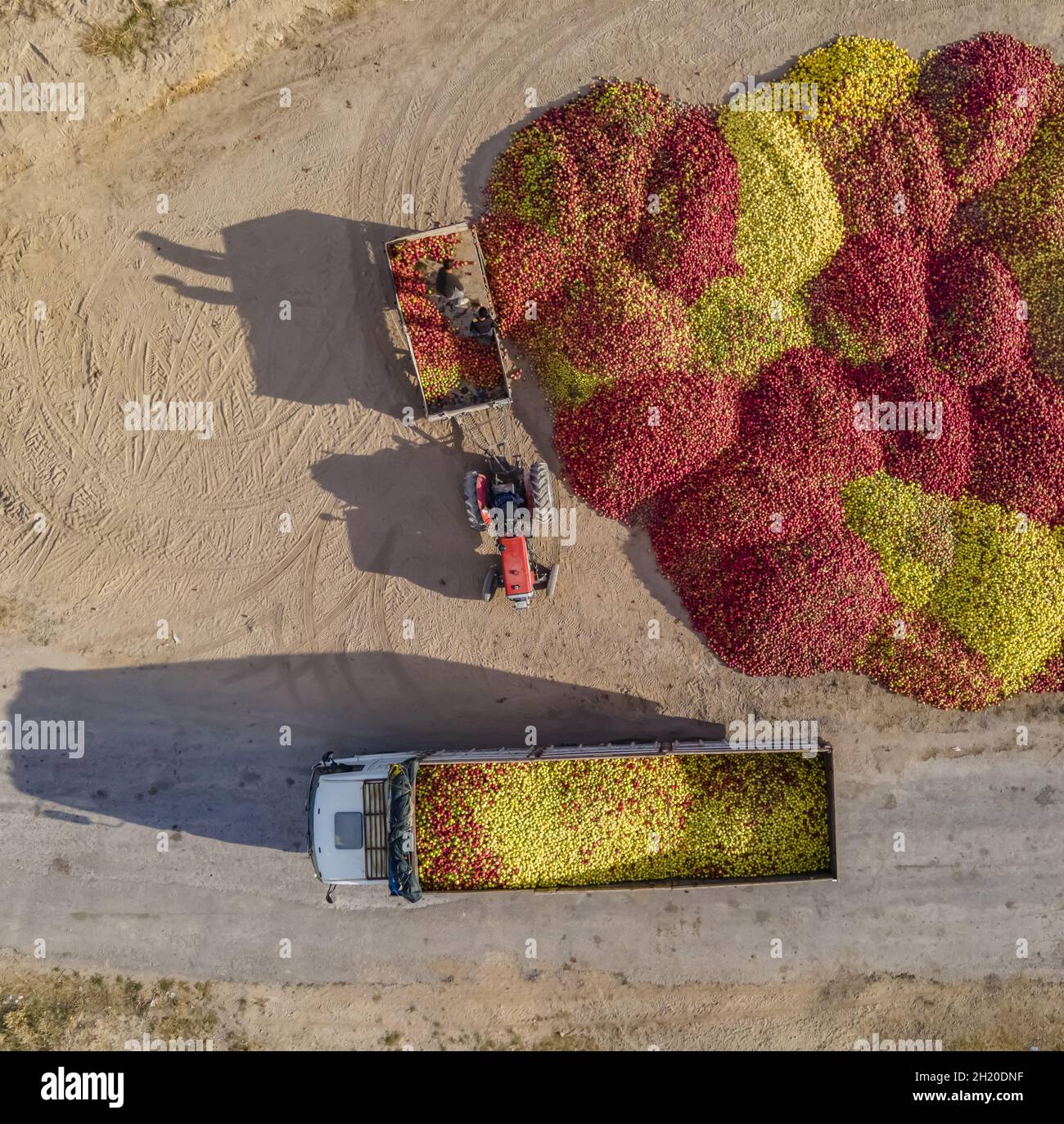 Loading many apples on a lorry with a forklift. Apples are transported ...