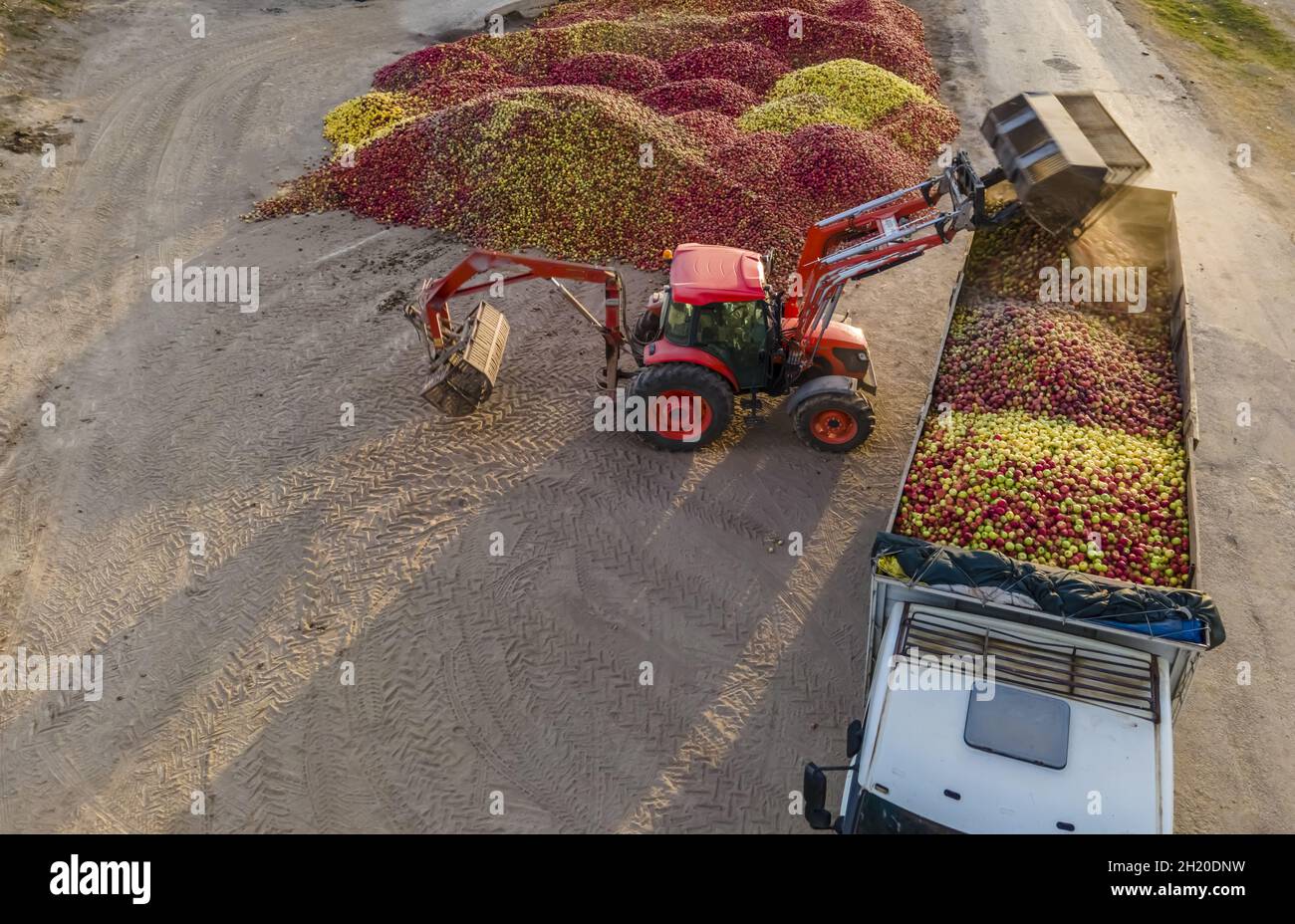 Loading many apples on a lorry with a forklift. Apples are transported ...