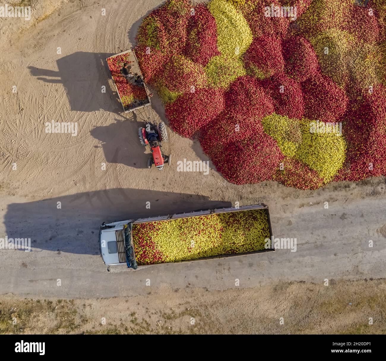 Loading many apples on a lorry with a forklift. Apples are transported ...