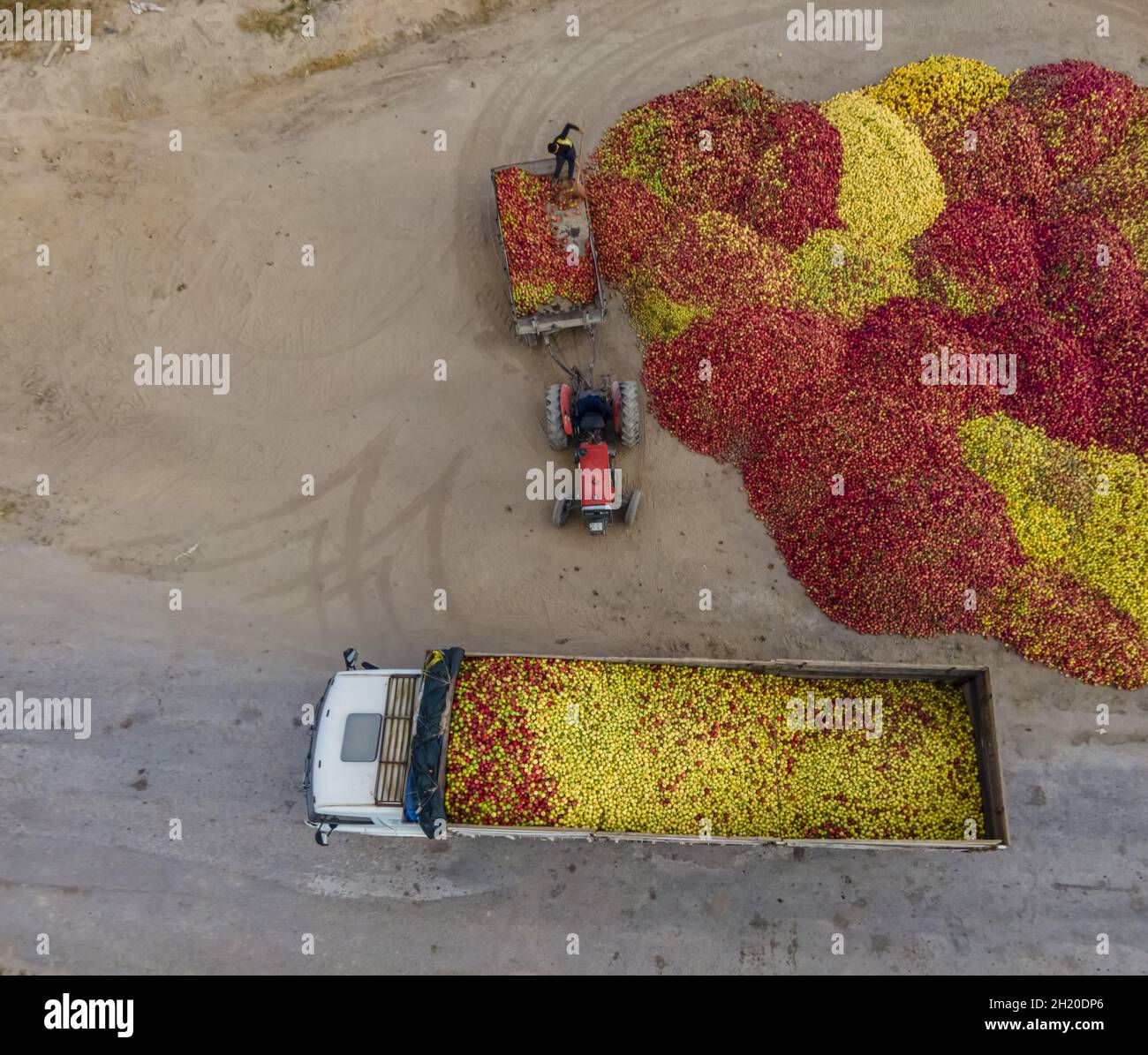 Loading many apples on a lorry with a forklift. Apples are transported ...