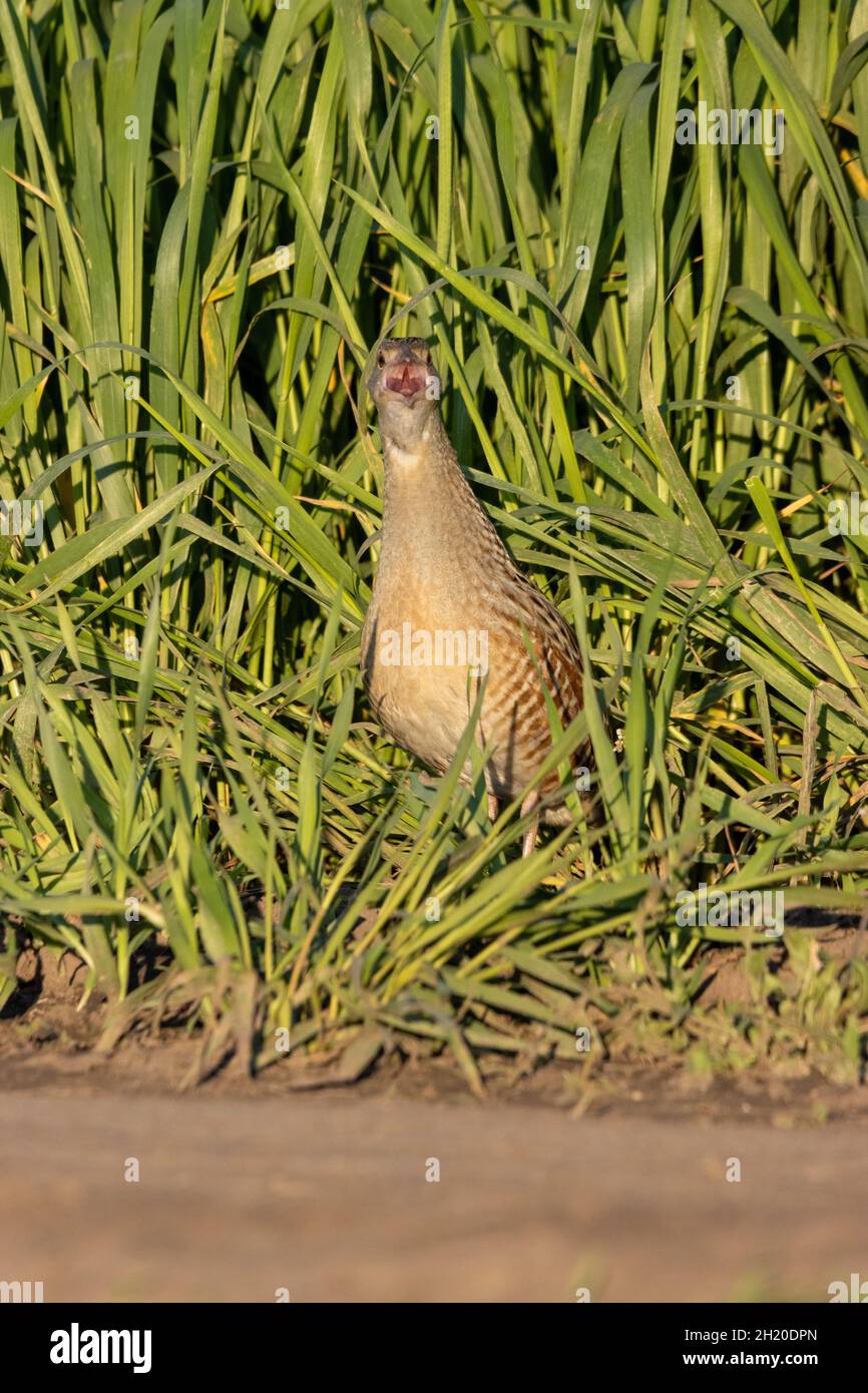 Corncrake calling hi-res stock photography and images - Alamy