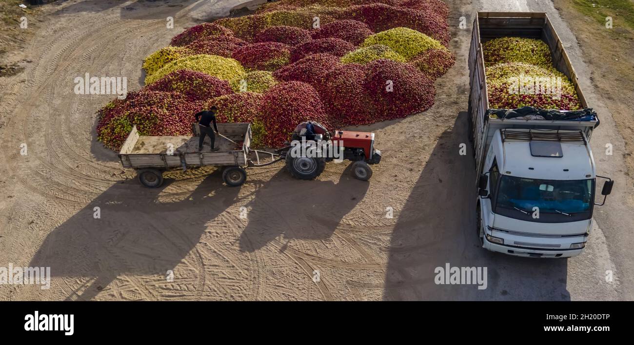 Loading many apples on a lorry with a forklift. Apples are transported ...