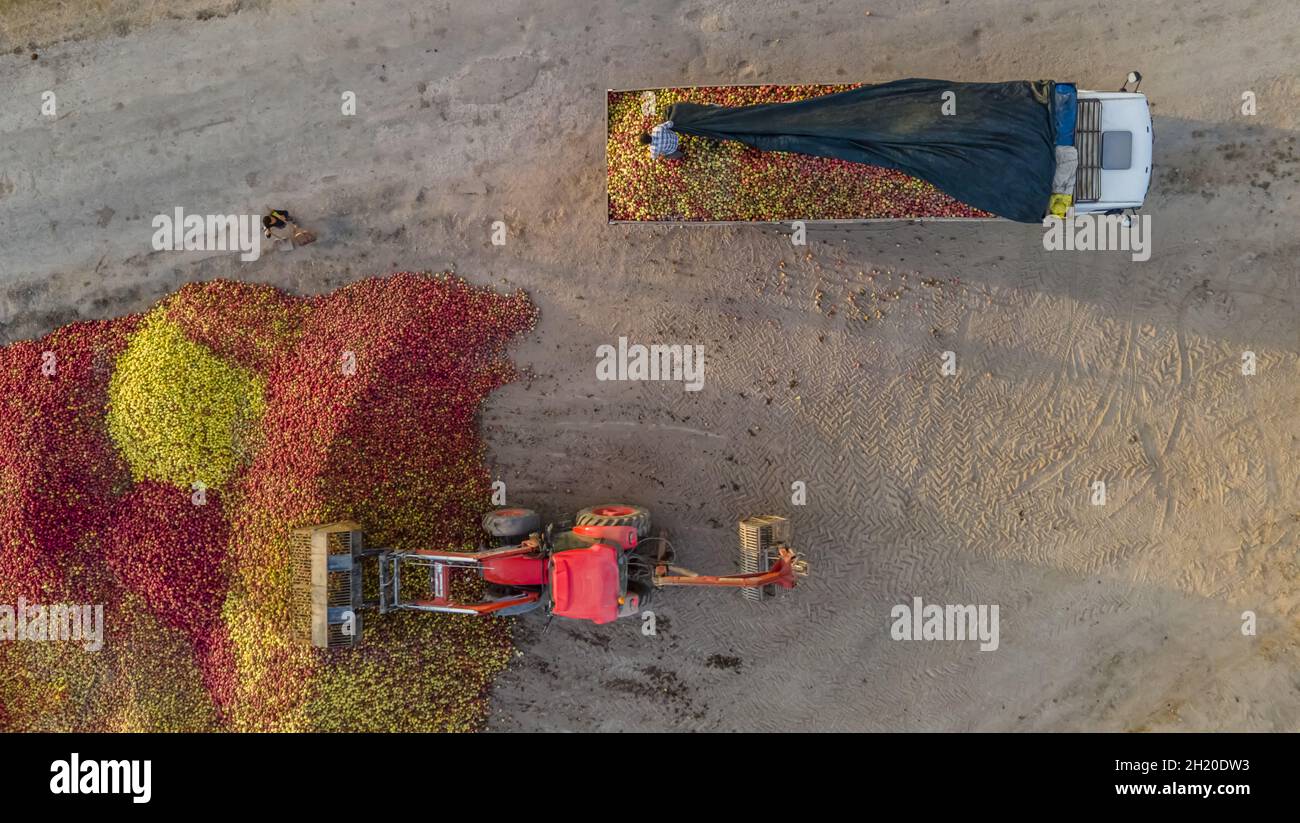 Loading many apples on a lorry with a forklift. Apples are transported ...