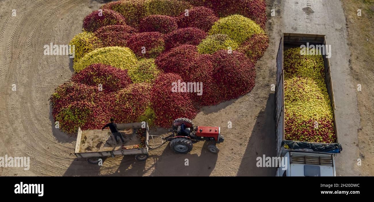 Loading many apples on a lorry with a forklift. Apples are transported ...