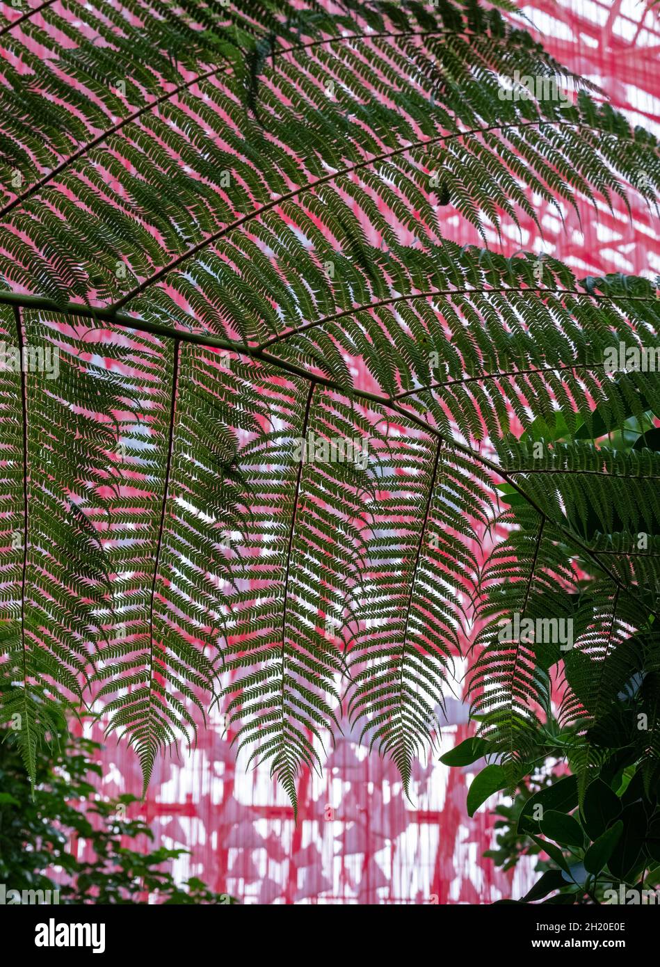 View inside the Temperate glasshouse at Kew Gardens, photographed ... View inside the Temperate glasshouse at Kew Gardens, photographed ...