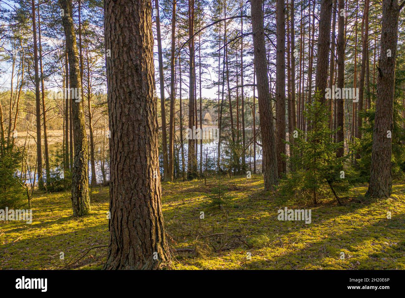 Pine forest during summer hi-res stock photography and images - Alamy