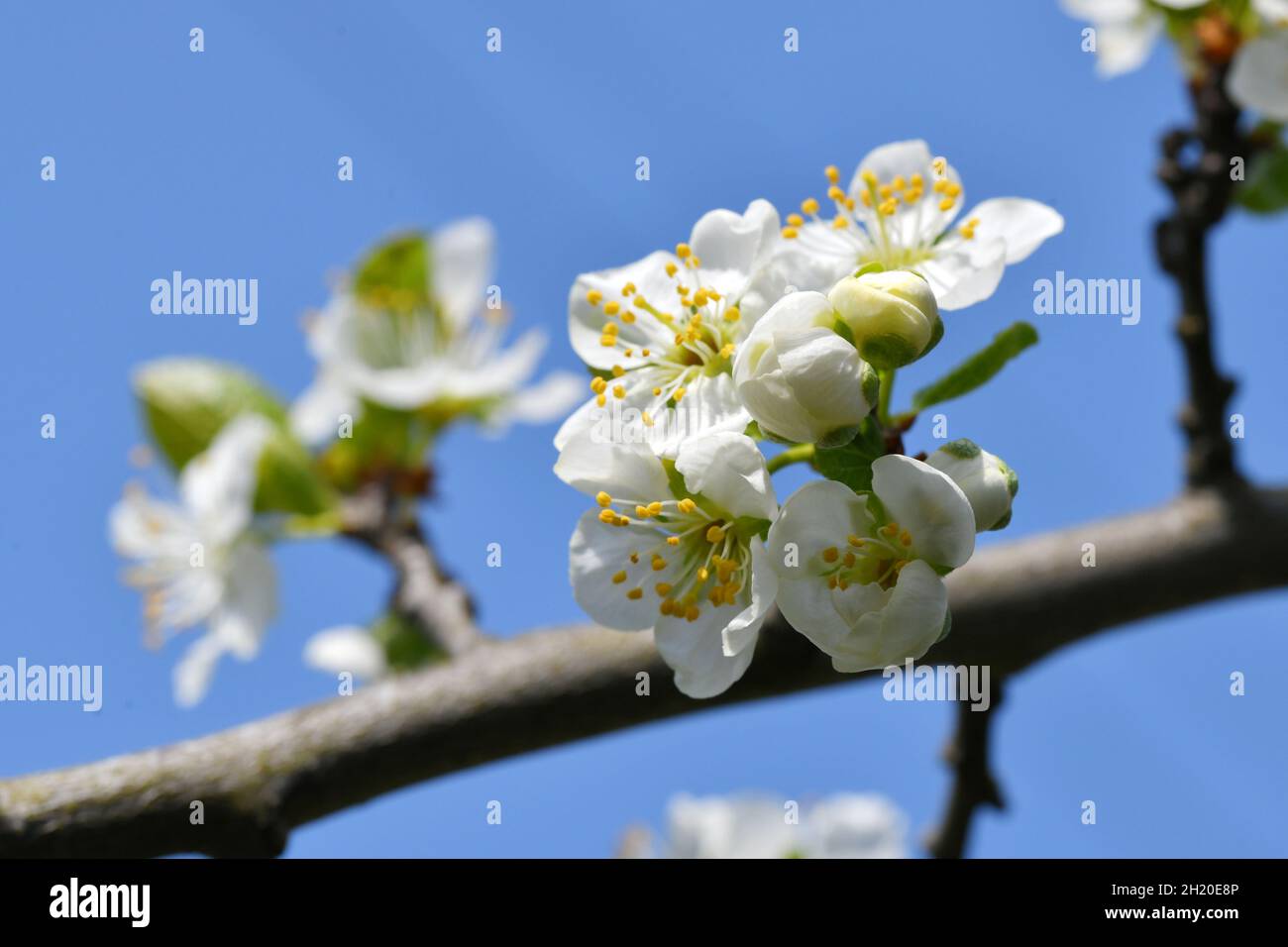 Nahaufnahme von Zwetschgen-Blüten - Close up of plum blossoms Stock ...