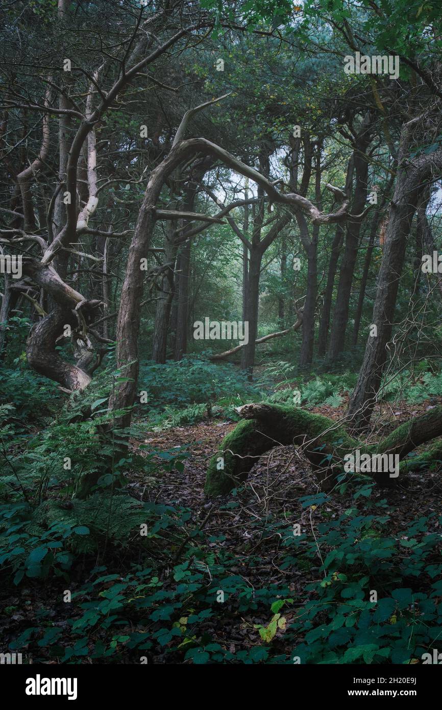 Eerie woodland path in haze Stock Photo - Alamy