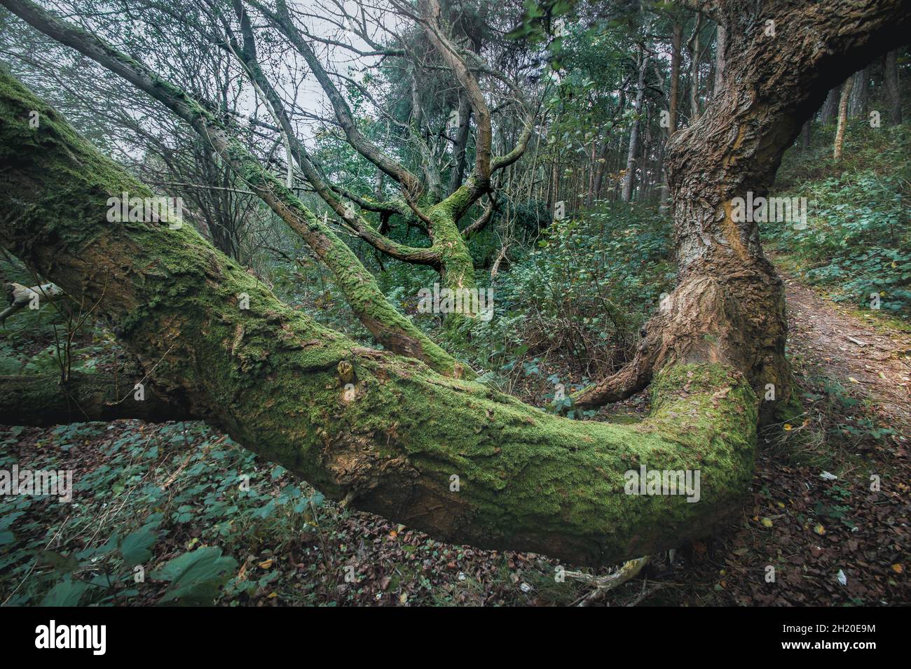 Large tree branch in the woods Stock Photo - Alamy