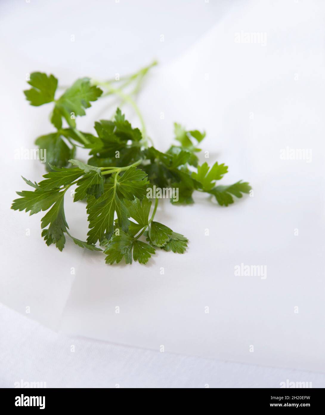 Fresh parsley on white parchment paper Stock Photo - Alamy