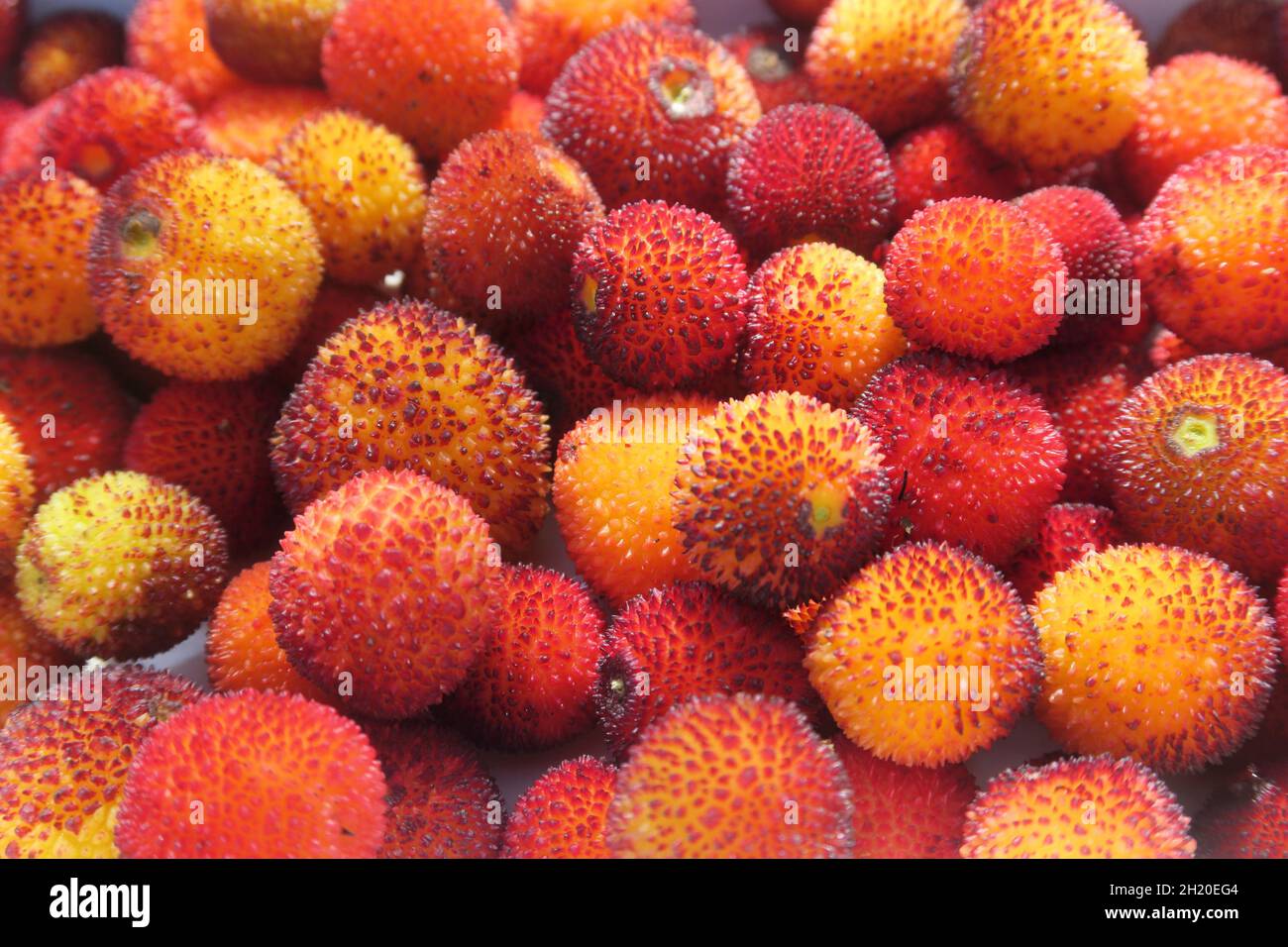 Fruits from the strawberry tree (full frame Stock Photo - Alamy