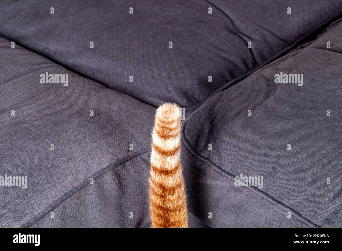Tabby cat tail hi-res stock photography and images - Alamy