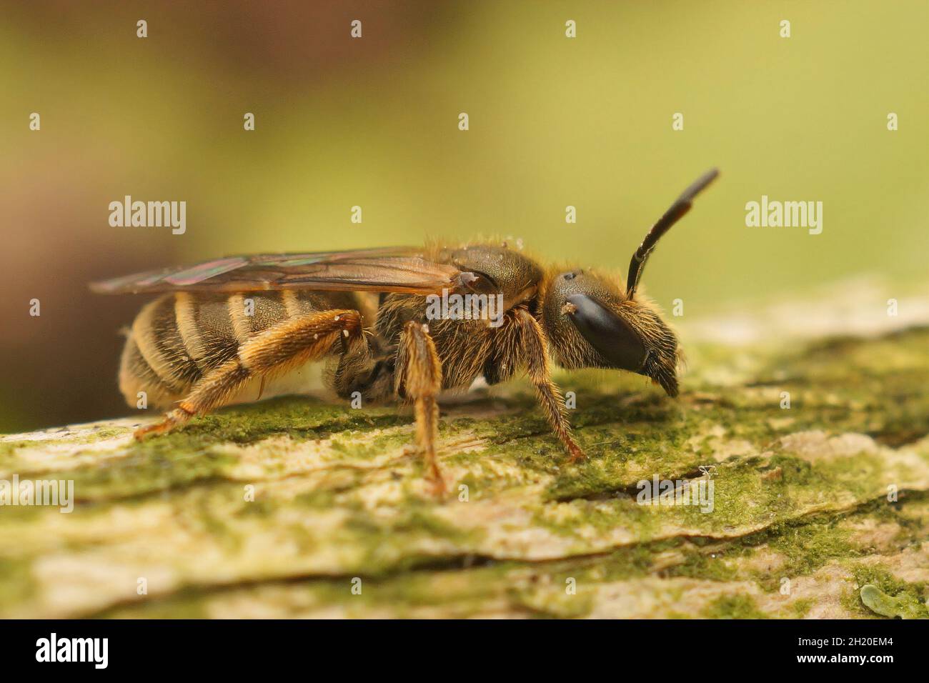 Bronze bee hi-res stock photography and images - Alamy