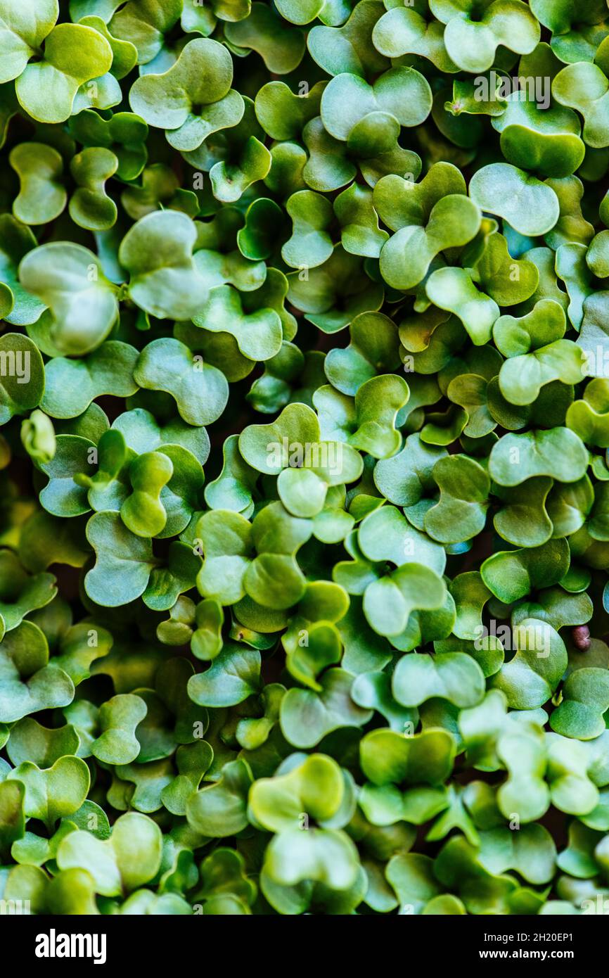 Micro leaves hi-res stock photography and images - Alamy