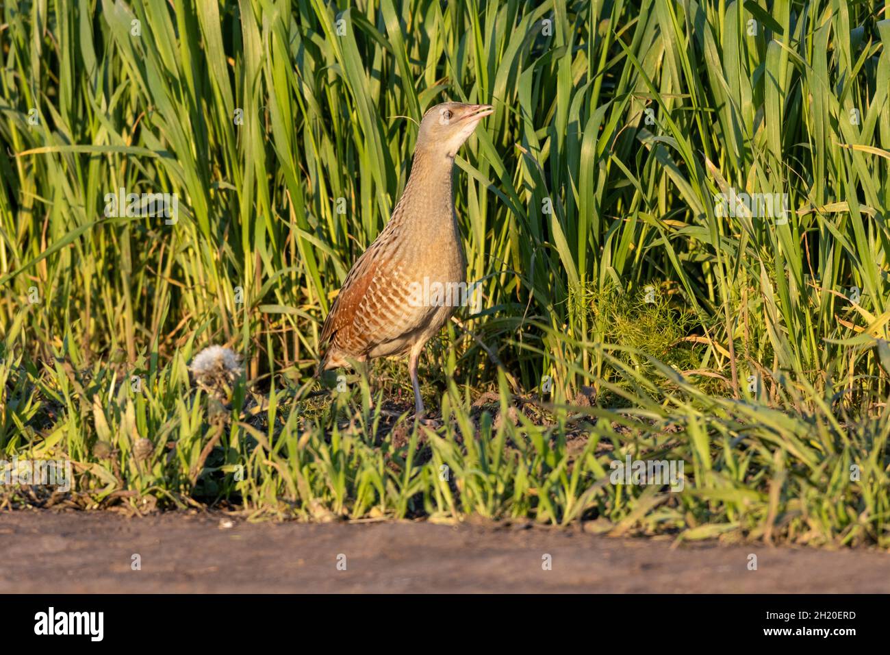 Corncrake, Corn crake (Crex crex). Russia, the Ryazan region Stock ...