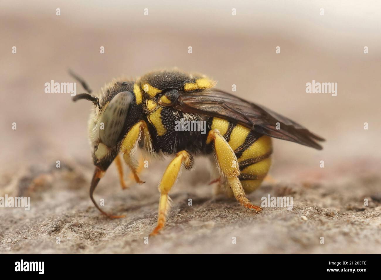 Yelow bee hi-res stock photography and images - Alamy