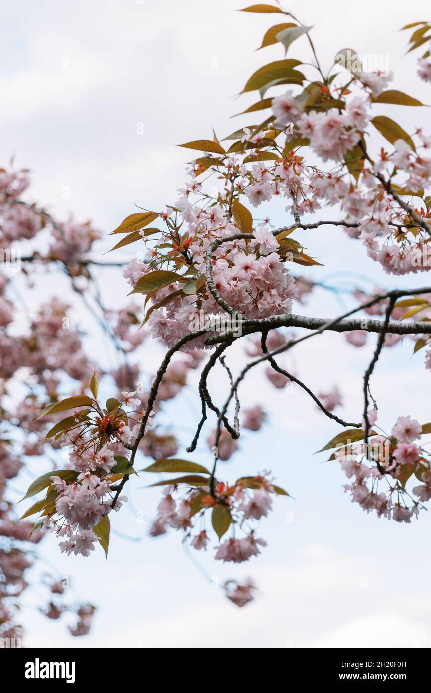 Pink cherry blossom flowers on a tree, Sheffield, England Stock Photo ...