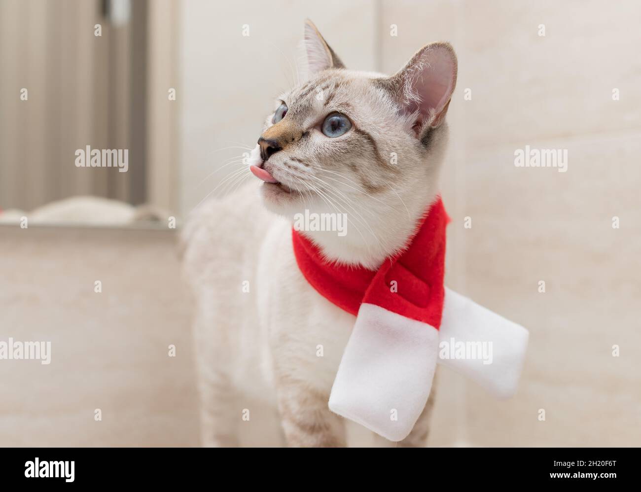 Funny playful young cat wearing red scarf Stock Photo - Alamy