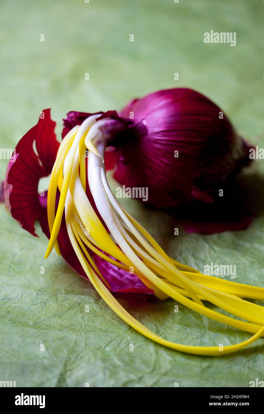 A sprouting red onion Stock Photo - Alamy