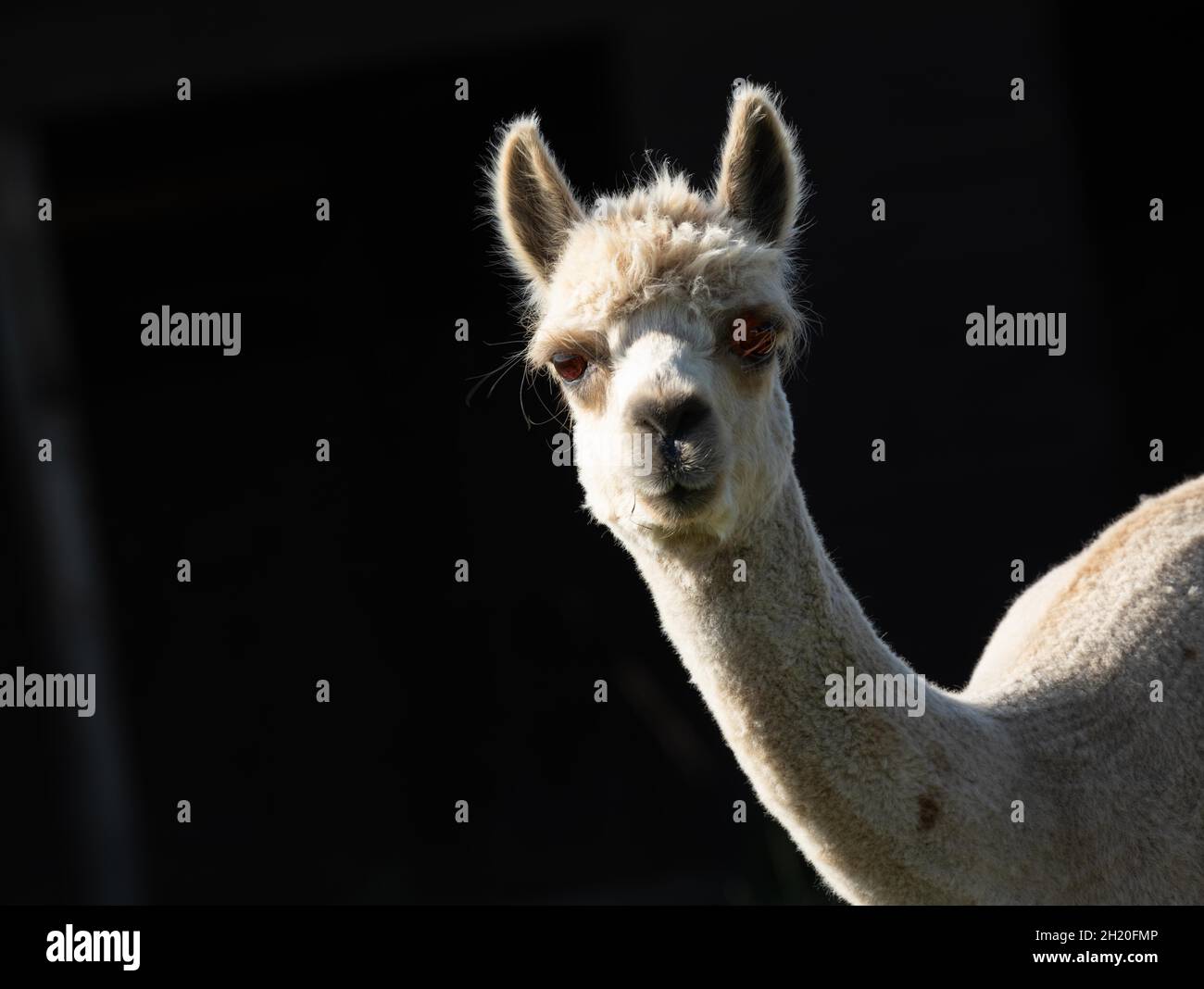 Closeup of a head neck and part body of a white Alpaca on black ...