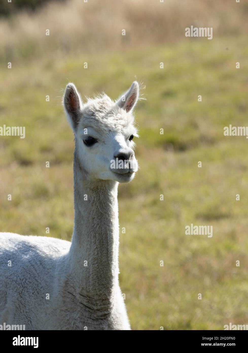 Keeping alpaca hi-res stock photography and images - Alamy