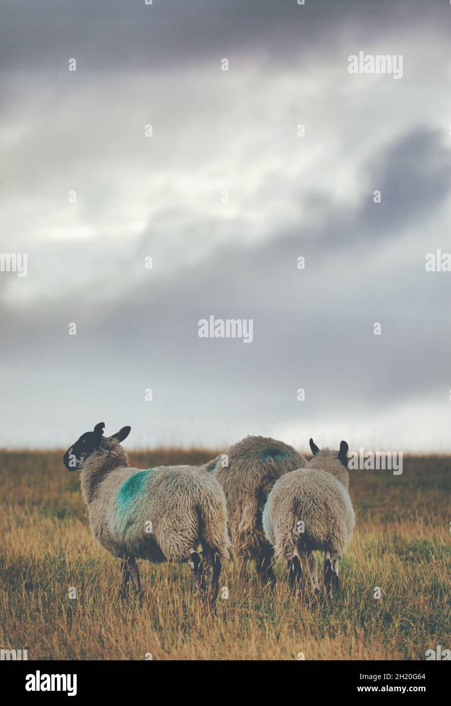 Rear sheep hi-res stock photography and images - Alamy