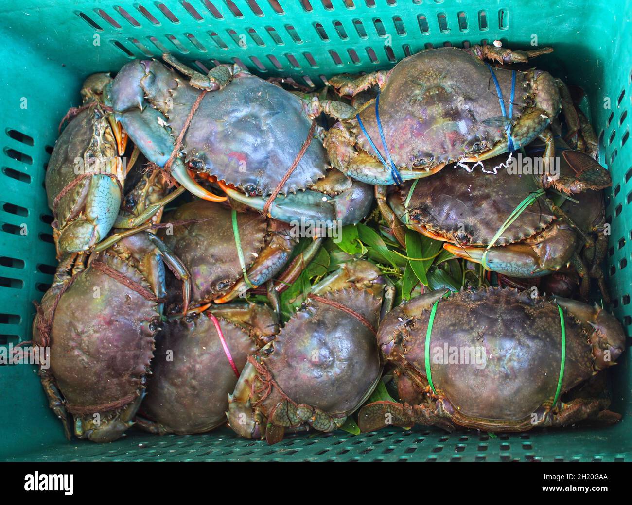 Crab display indian ocean hi-res stock photography and images - Alamy