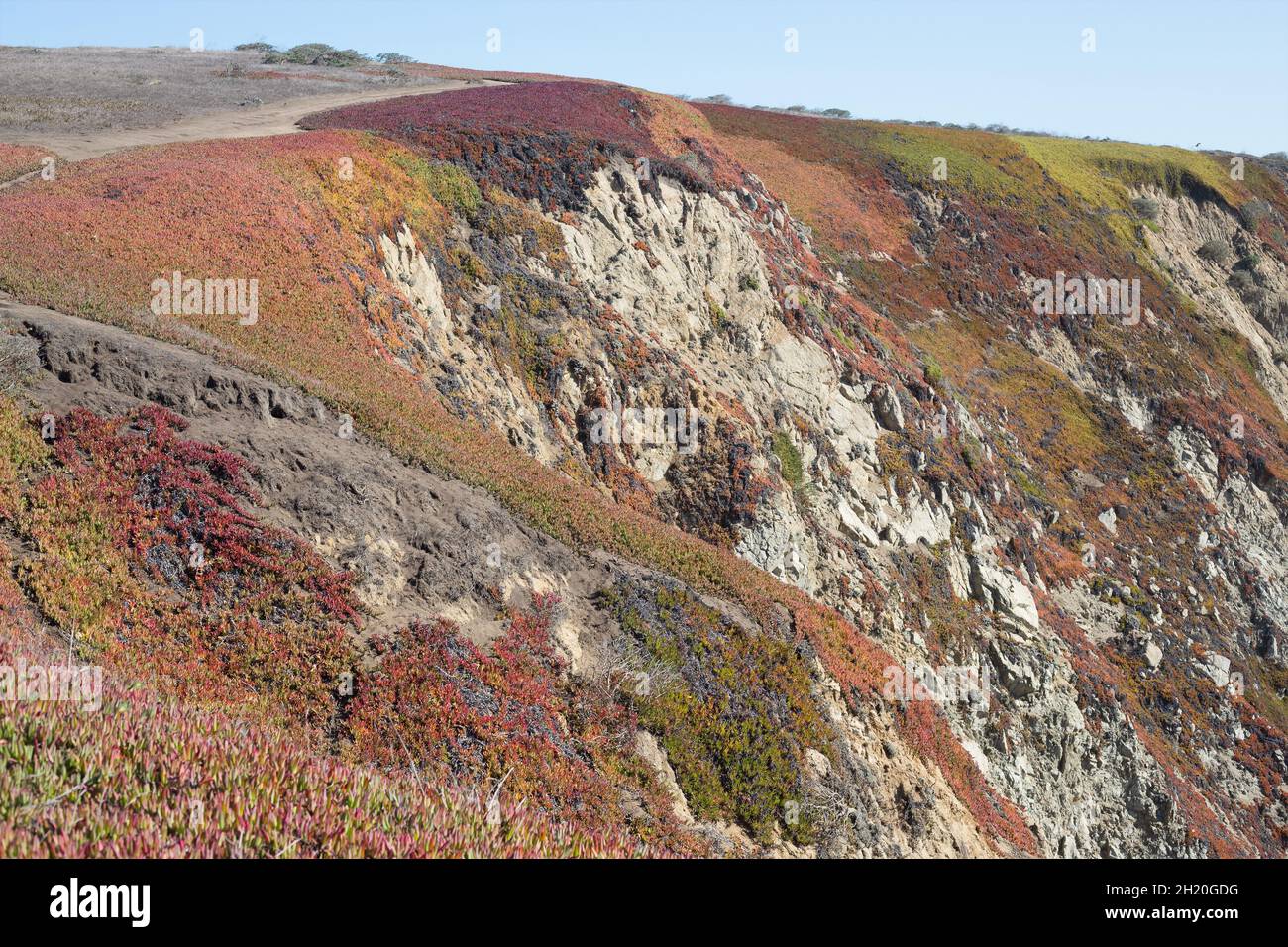 Colorful ice plant growing on the side of a cliff at Bodega Head in ...