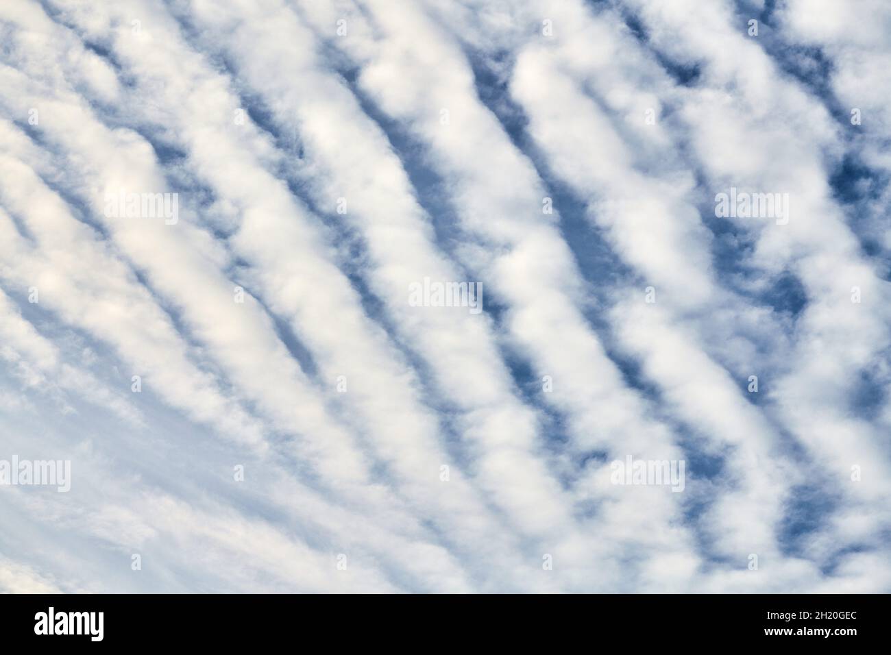 Beautiful blue sky with unusual white Altocumulus undulatus clouds, extraordinary cloud ...