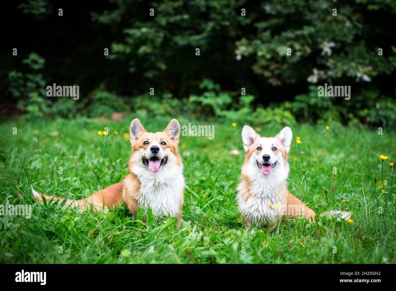 Are Corgis Related To Foxes